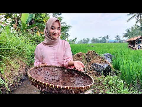 Gadis desa cantik Neng Melda |  Cari ikan benter di kali samping rumah | Suasana pedesaan