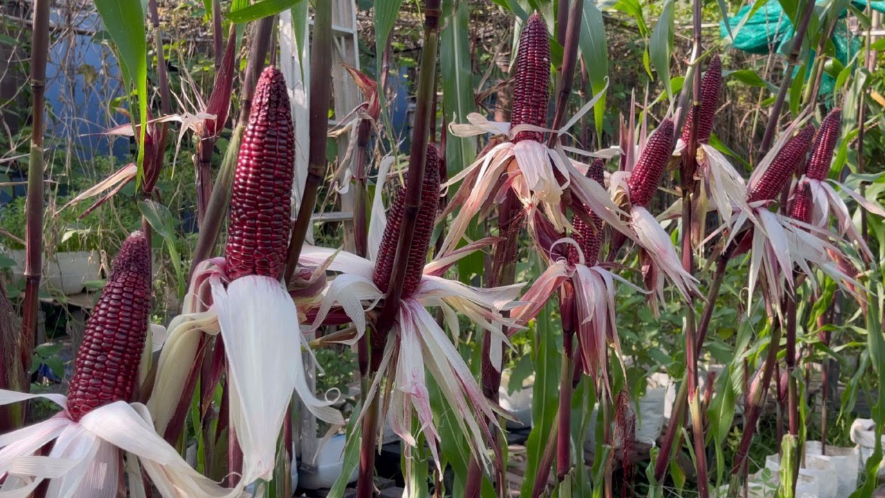 Brilliant Ideas || How to grow RUBY QUEEN CORN from Seeds - YouTube