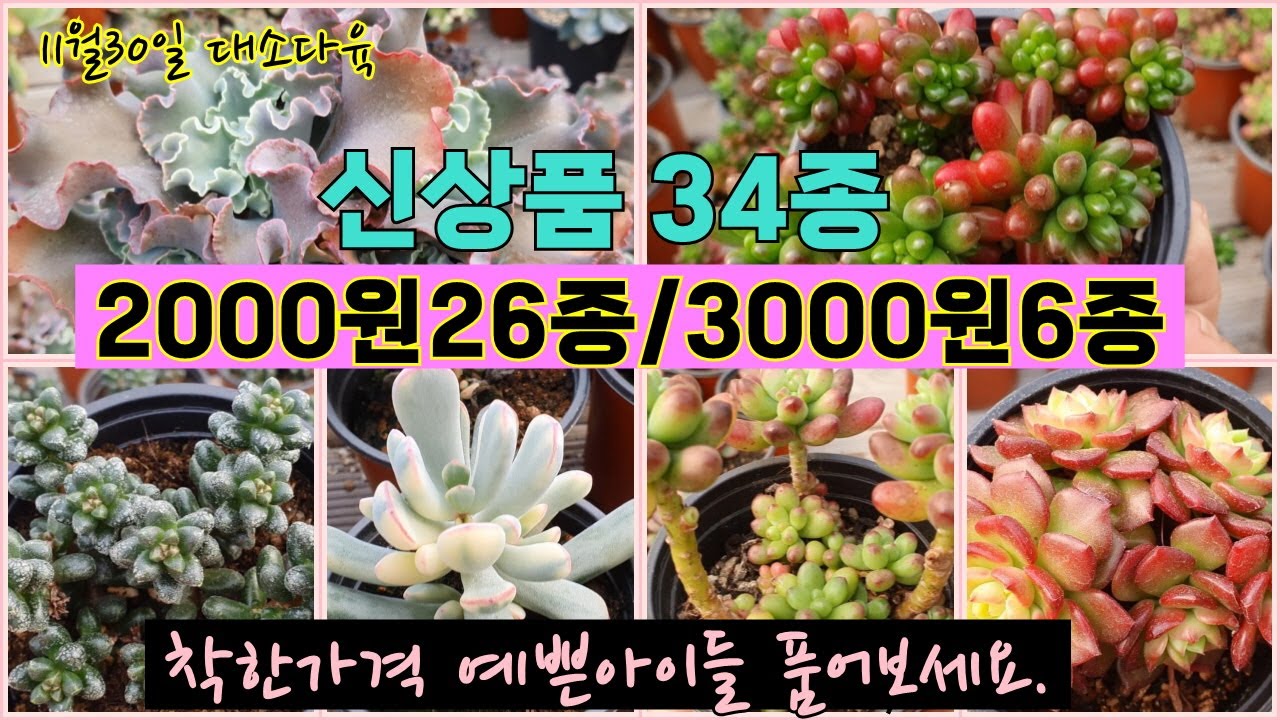 π11μ30μΌ λμλ€μ‘ πμ΄μ²μλ€μ‘26μ’
 μΌμ²μλ€μ‘6μ’
ν¬ν¨ μ΄ 34μ’
 μ°©νκ°κ²© λμΉμ§λ§μΈμ μ²μμν볡μ΄μ²μμν볡착νκ°κ²©λ€μ‘λ€μ‘μ΄λ€μ‘μ΄ν€μ°κΈ°λ€μ‘μ΄λΆκ°μ΄ μ²μ