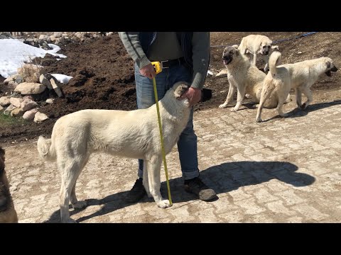 ZALIMLA AZATIN BOYUNU ÖLÇTÜK! - AZAT BİR KAÇ AYA KALMAZ ZALIMI GEÇER