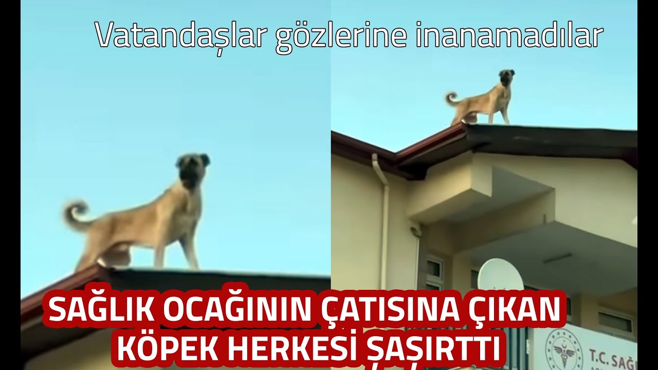 SAĞLIK OCAĞININ ÇATISINA ÇIKAN KÖPEK HERKESİ ŞAŞIRTTI - YouTube