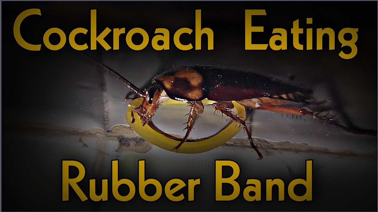 Cockroach Eating Rubber Band. - YouTube