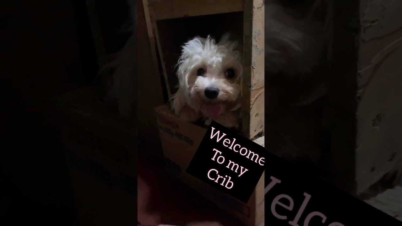 My Dog HAKI Favorite spot - YouTube