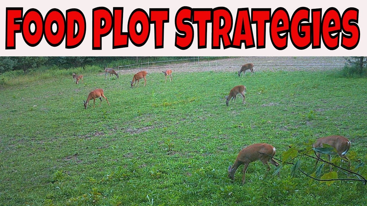 WHITETAIL DEER FOOD PLOT STRATEGIES - WHY MOST FOOD PLOTS **FAIL ...