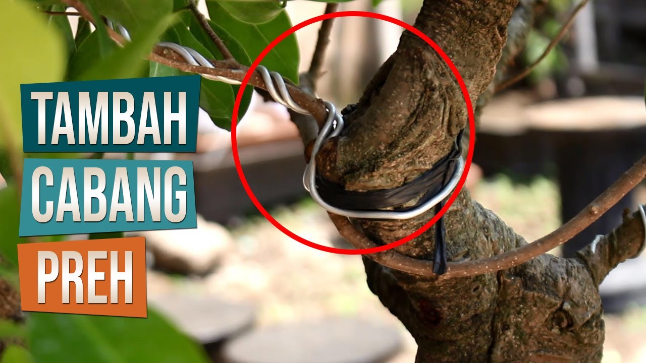 Cara Menambah Cabang Bonsai Preh/Iprik Dengan Teknik Tempel - YouTube