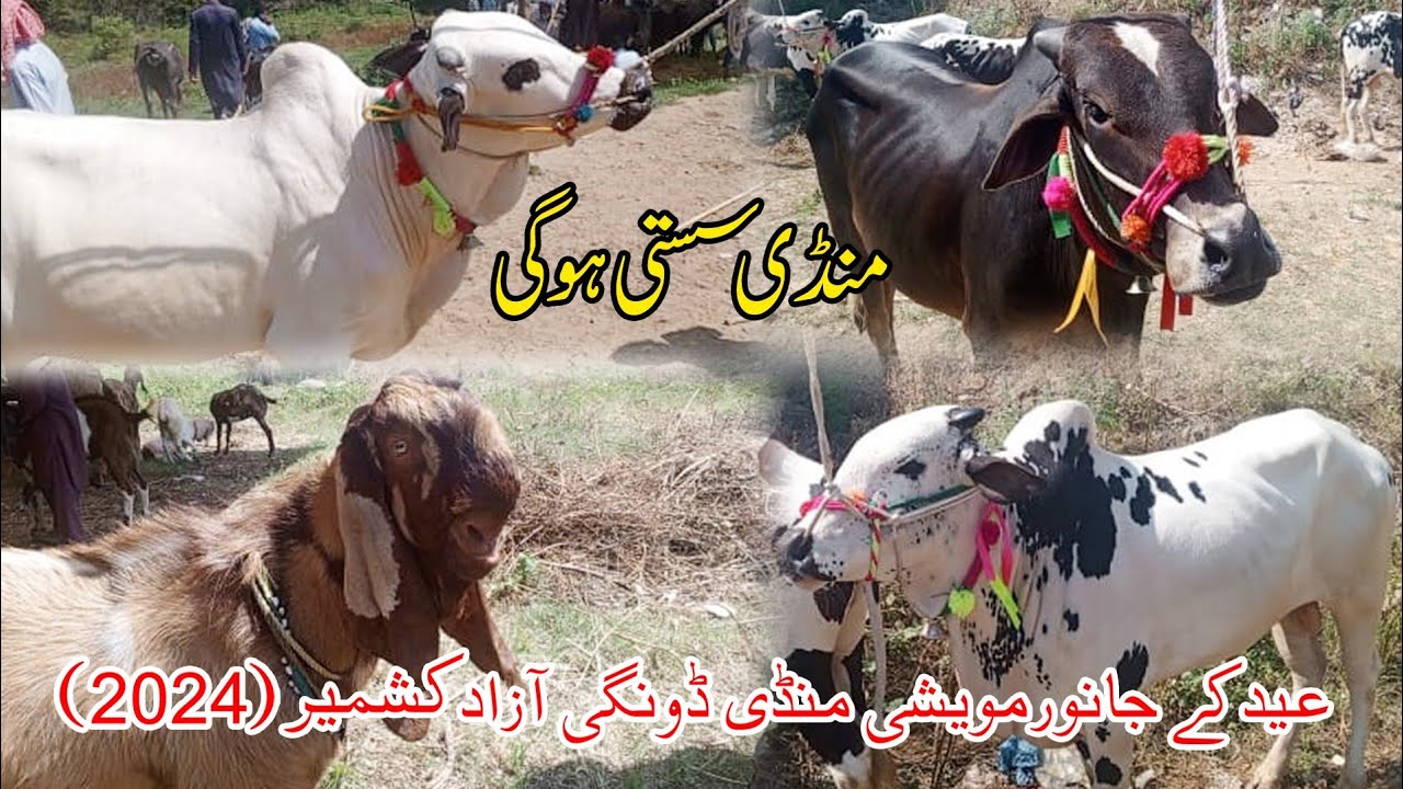 Mevishi mandi dongi charhoi kotli azad Kashmir. Biggest animal market ...