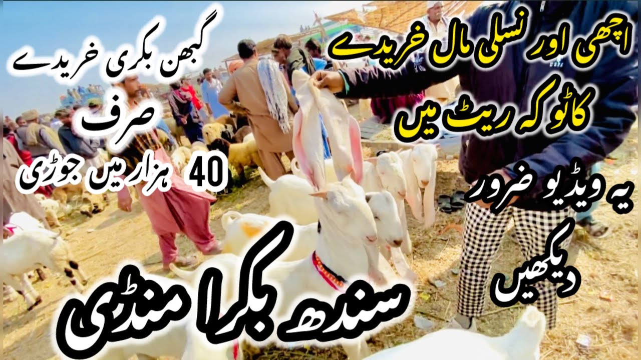 Sindh Bakra Mandi Latest Update 27 November 2025 😱 | Sindh ki Sasti ...