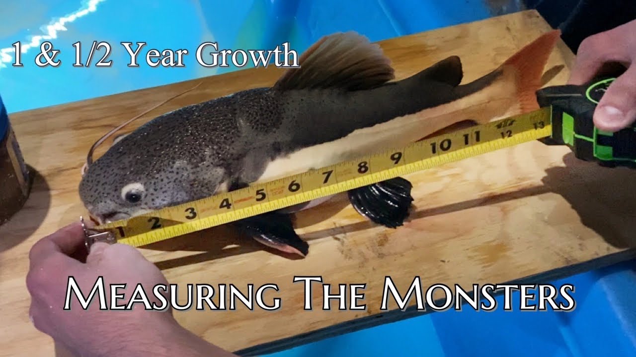 Measuring My Exotic Catfish - YouTube