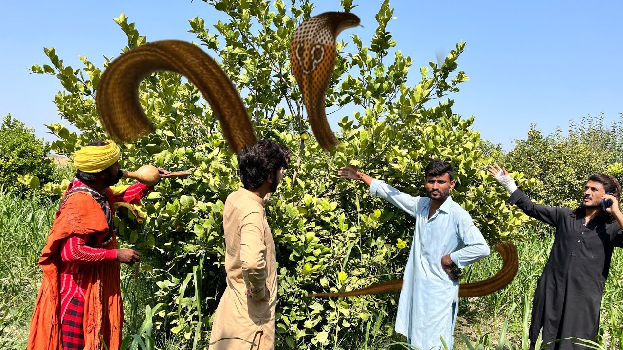 "Two Boys Spot a Snake Taking Over a Lemon Tree | Unbelievable ...