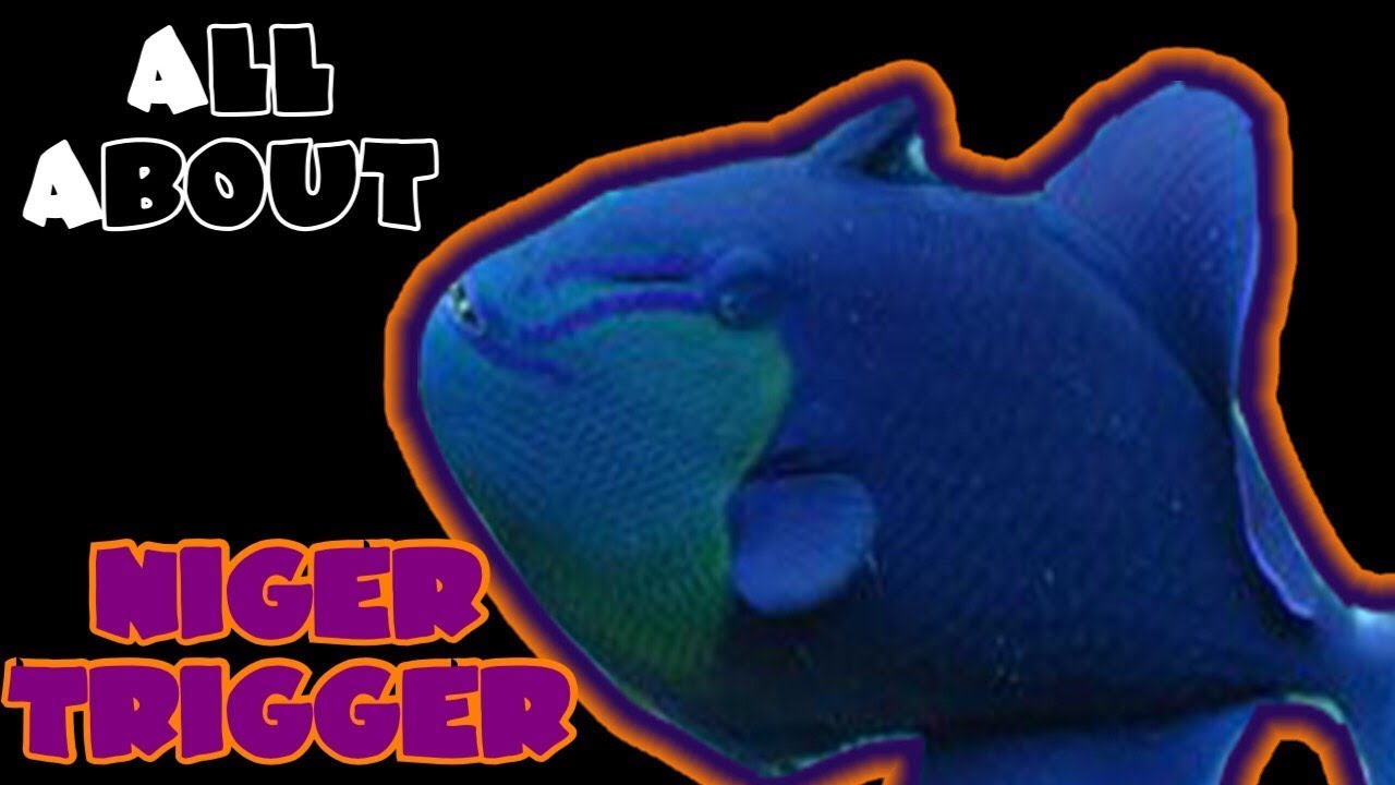 All About The Niger Trigger - YouTube