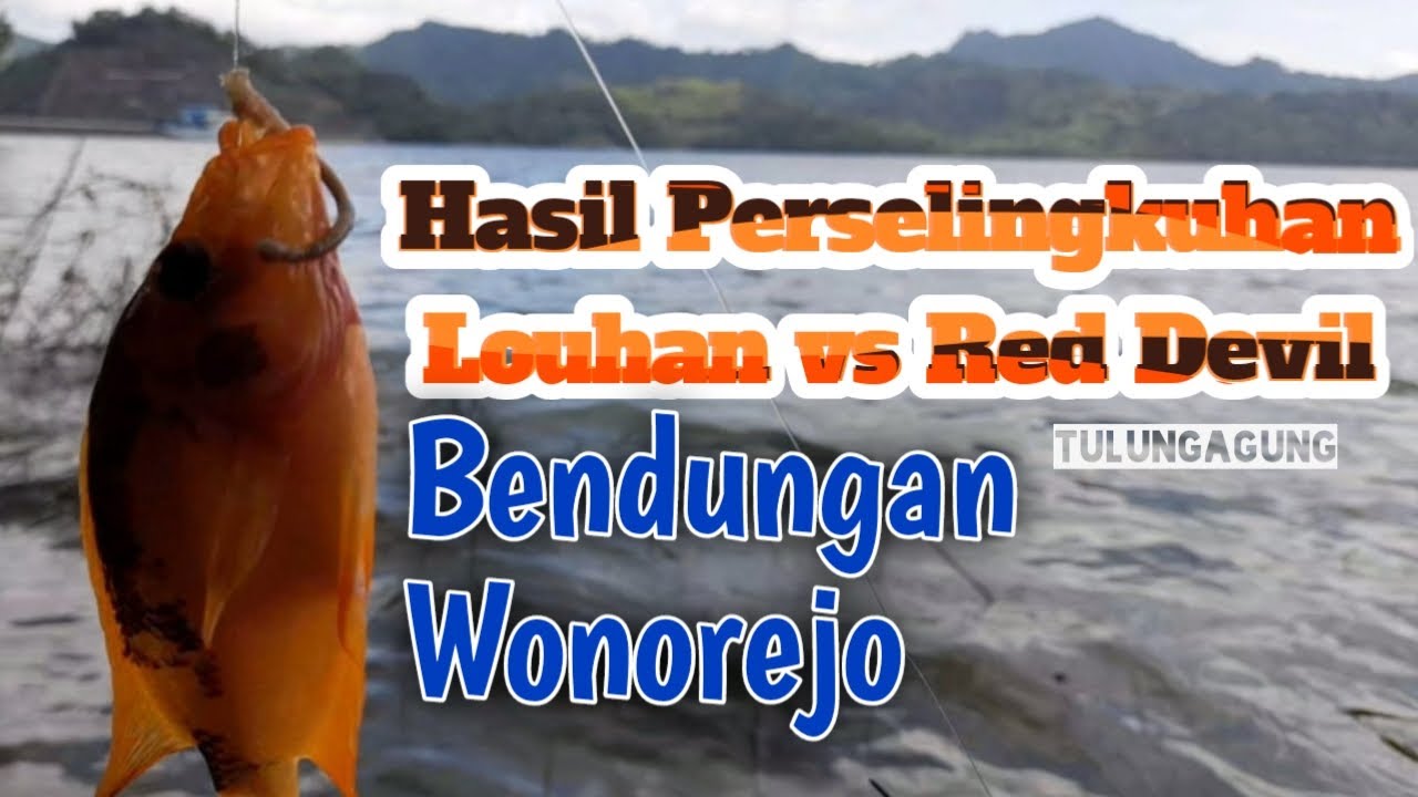 Louhan vs Red Devil Spot Mancing Bendungan Wonorejo | Waduk Wonorejo ...