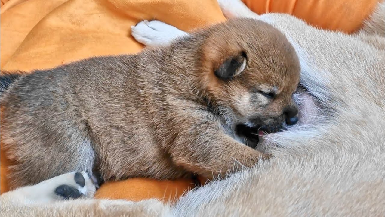 he tippy taps when feeding in the cutest way possible ️ - YouTube