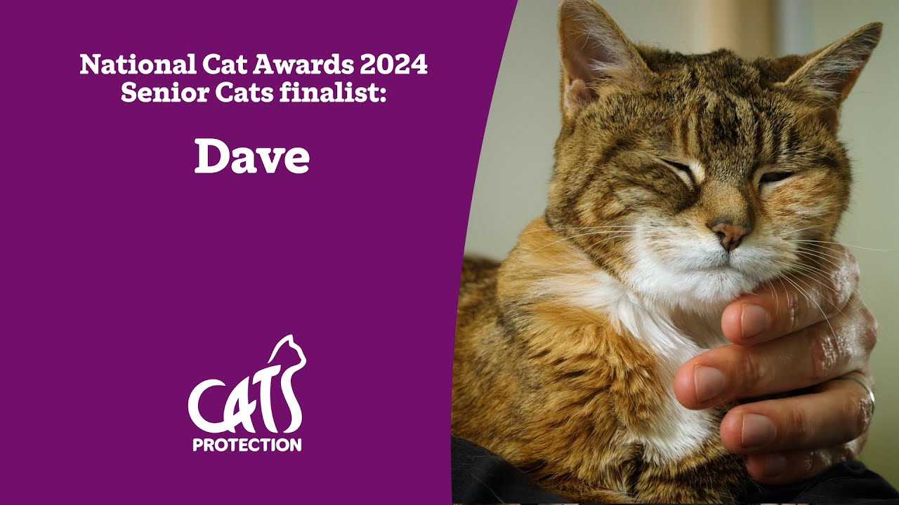 Dave | The 21-year-old female cat with an unusual name | National Cat ...