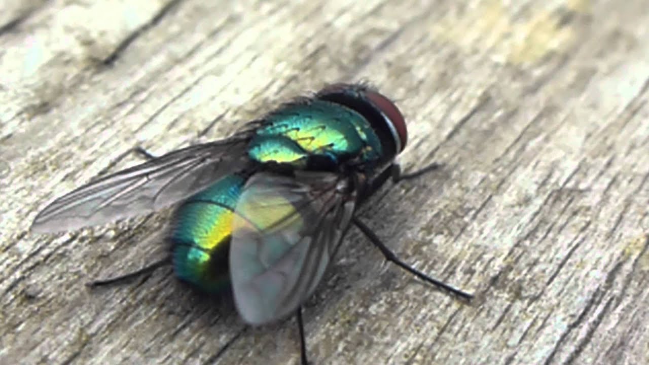 GREEN BOTTLE FLY CLOSE UP (PART 1 OF 2) - YouTube