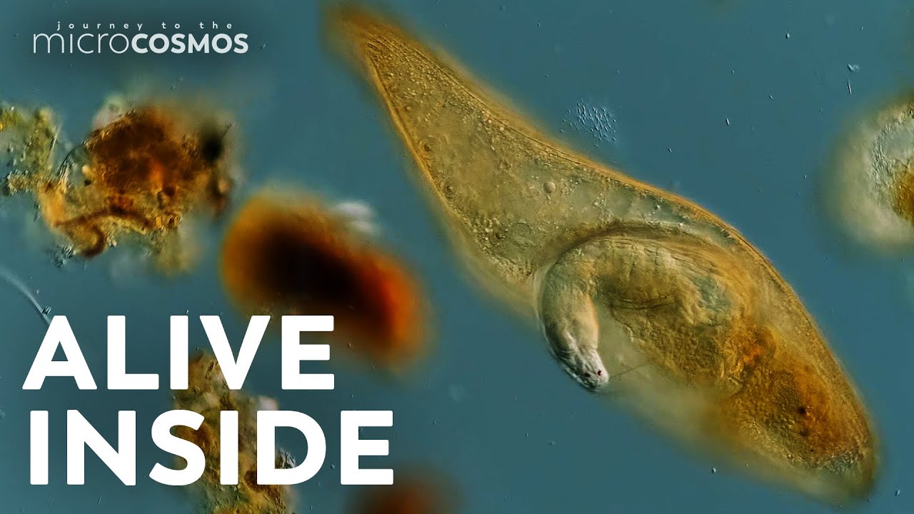 Can This Baby Rotifer Escape Before It’s Eaten Alive? - YouTube