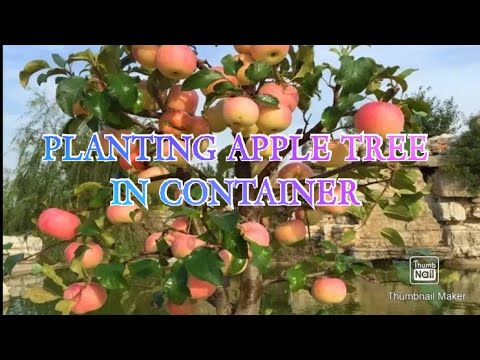 Planting Apple Tree in Container here in the Philippines - YouTube