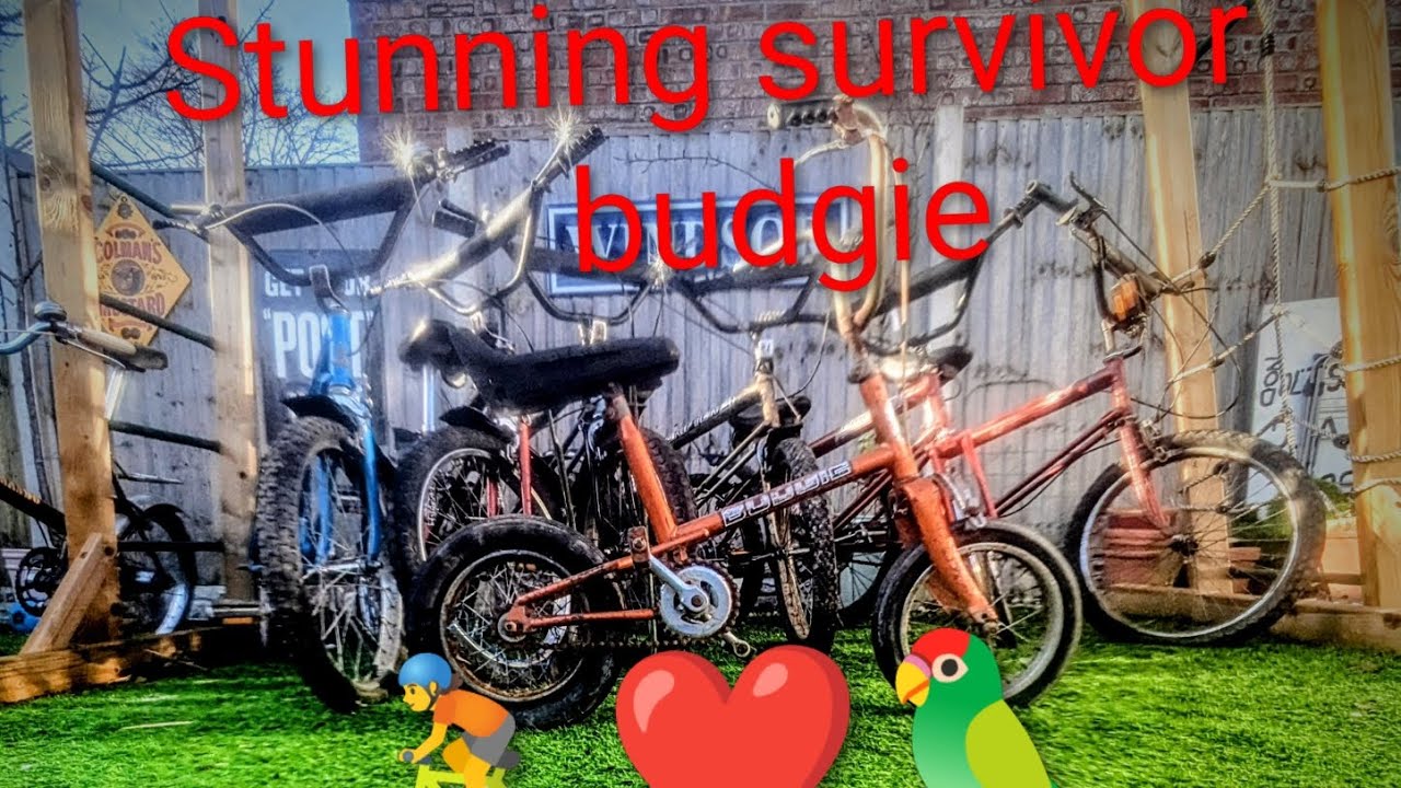 MK1 Raleigh budgie joins the early Christmas party 🥳 ️🚴🦜 - YouTube