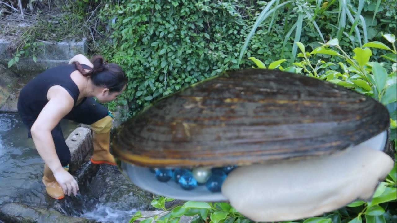 The girl is manually collecting pearl clam shells, and this huge pearl ...