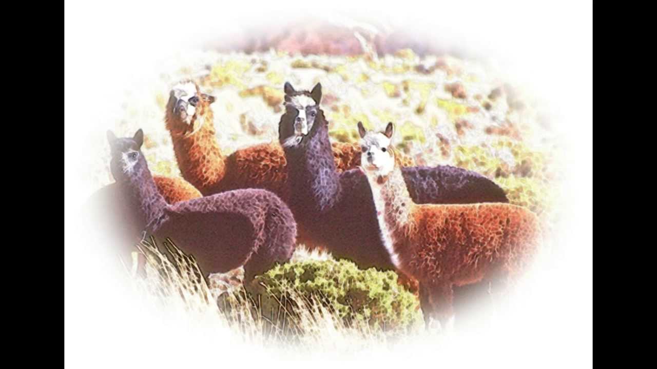 Music From The Andes Vol.3( Instrumental INKARI) Música Andina - YouTube