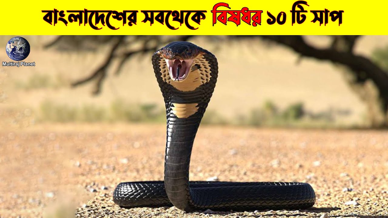 বাংলাদেশের সবচেয়ে বিষাক্ত ১০টি সাপ | Top 10 Most Venomous Snake in ...
