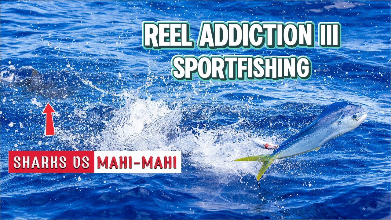 Battling Sharks & Landing Mahi at the Offshore FAD | Reel Addiction III ...