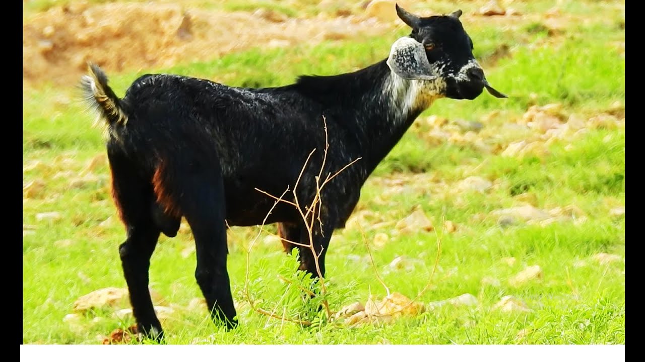 Very Nice Black Goat is Eating the Grass on the Edge of Mountain ...