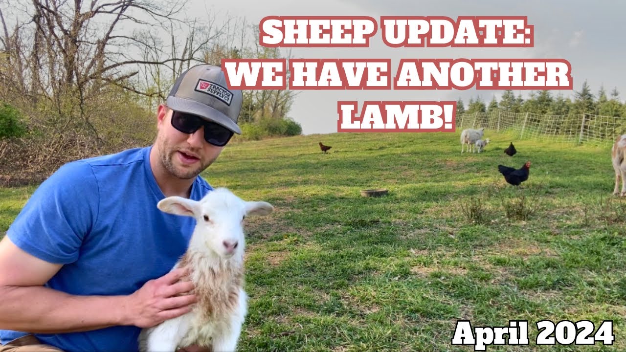 Sheep Update: We Have Another Lamb! - YouTube