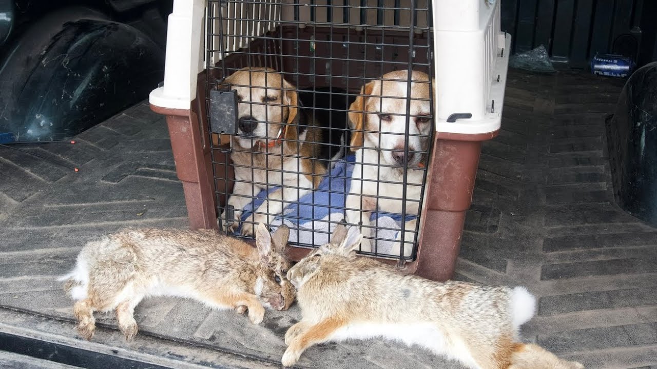 Rabbit Hunting Pennsylvania With Beagles - YouTube