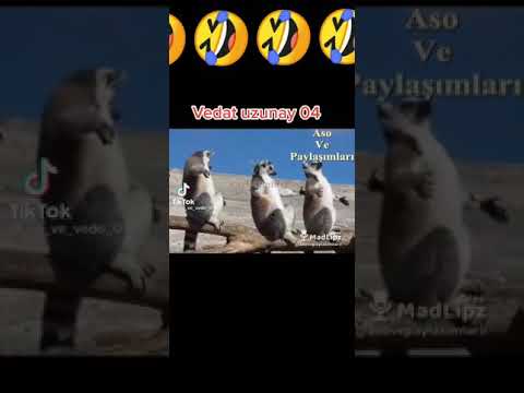 kürtçe  komik video