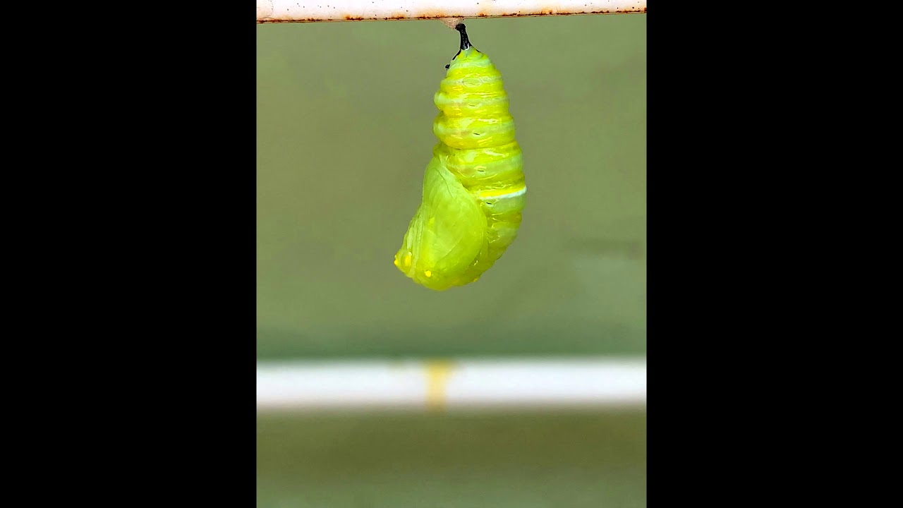 Monarch Butterfly Caterpillar Turns Into Chrysalis - YouTube