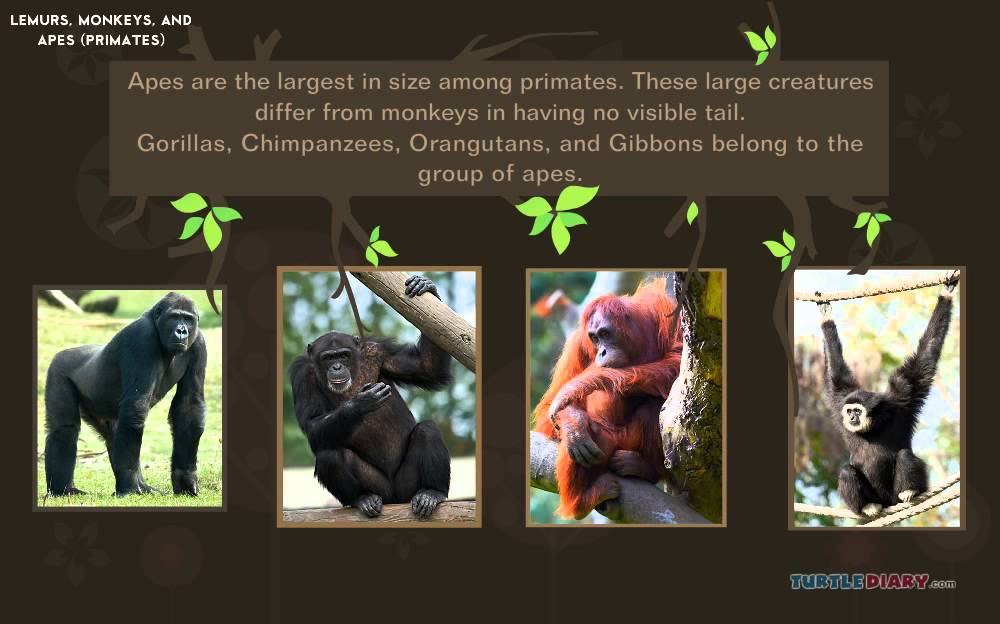 Let's Learn About Primates! *AMAZING* Animals for Kids! - YouTube