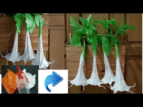 131) bunga kecubung dari plastik kresek | bunga terompet | brugmancia ...