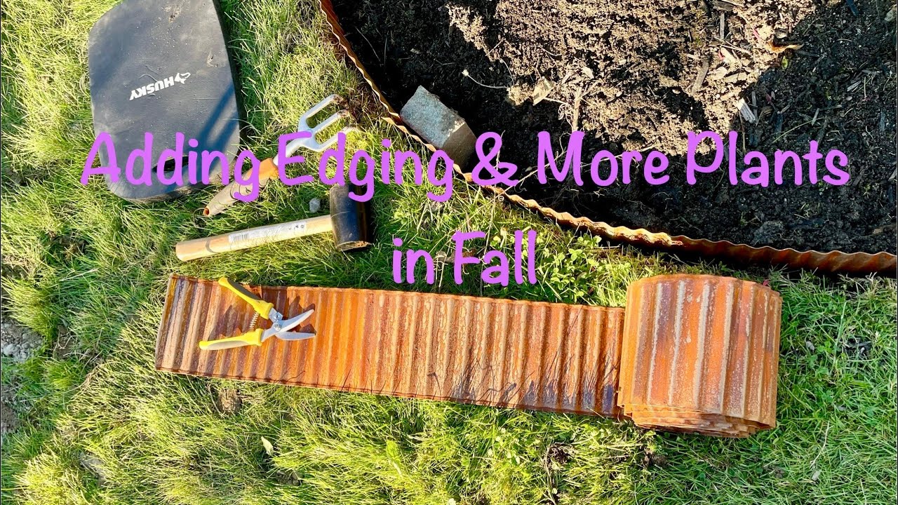 Adding Edging, Hakonechloa All Gold, Honorine Joubert Anemone, Double Pecan Echinacea & Alnwick ...