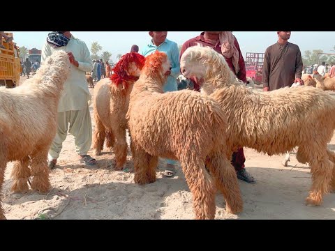 May 5, 2025 | Muhammad pur mandi | Muhammadpur bakra mandi | inayat ...
