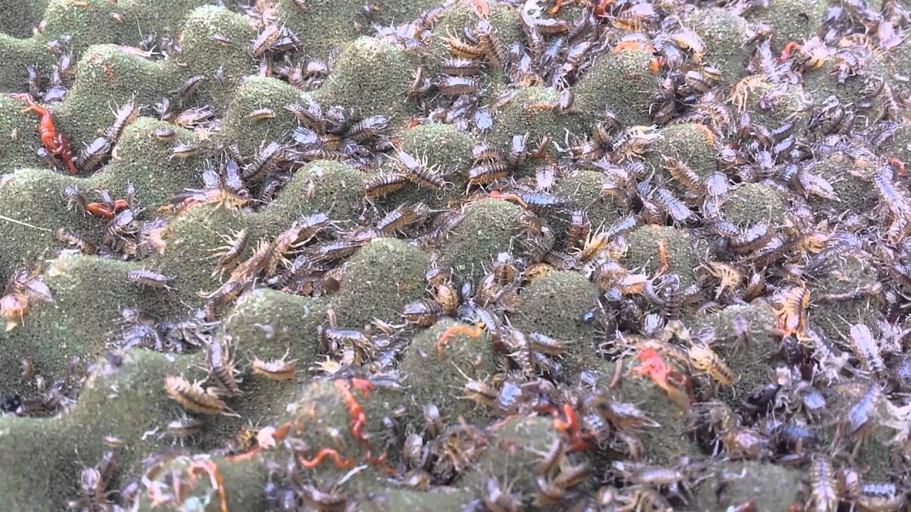 Creepy Crawlies That Live In My Pond Filter - YouTube