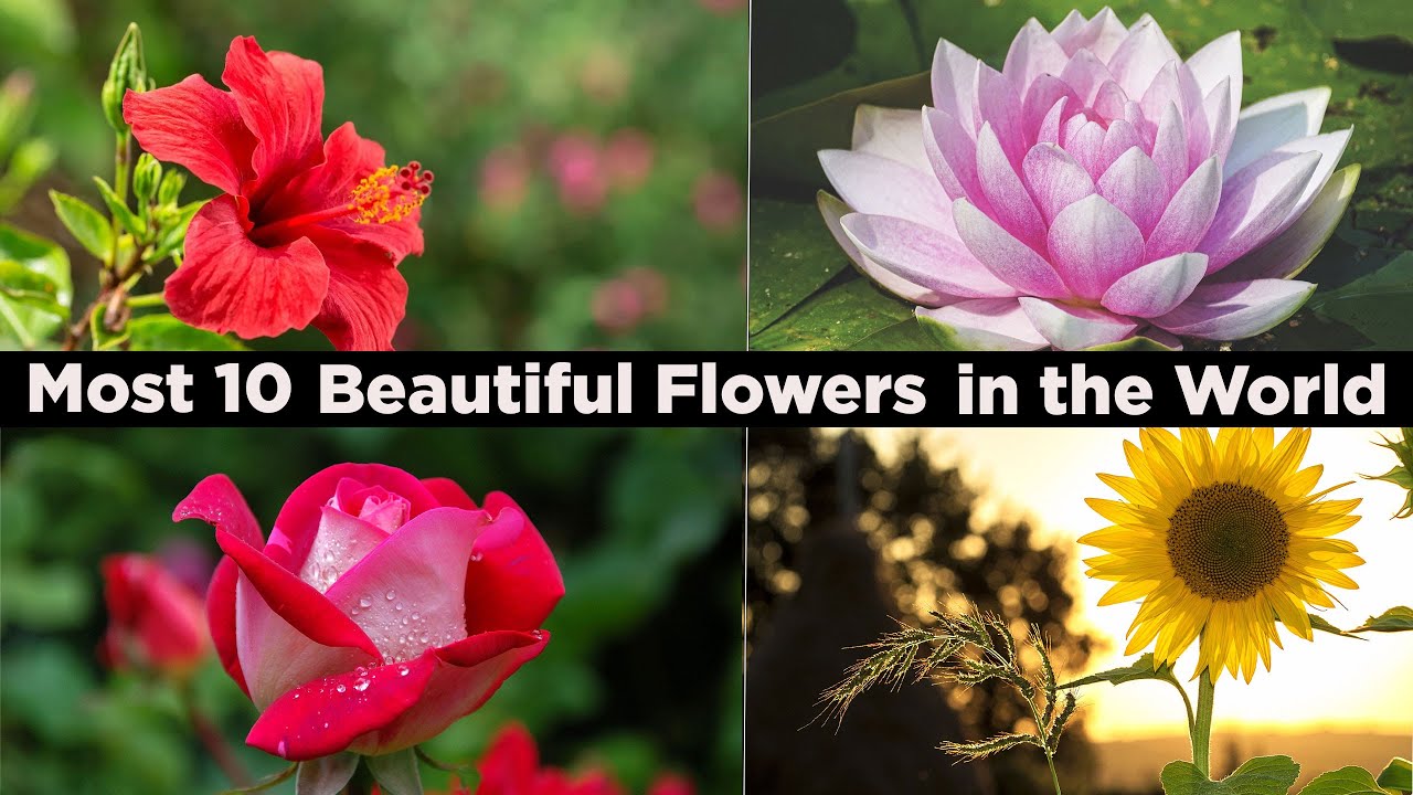 10 Most Beautiful Flower Names | Best Flower Site