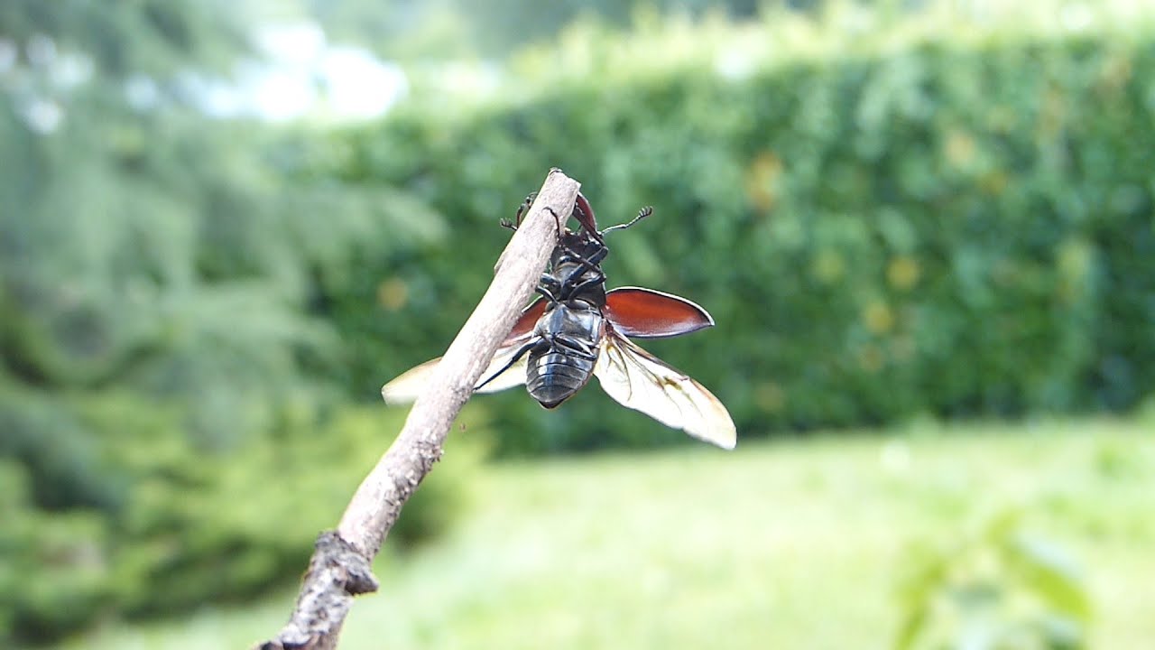 Cervo volante - YouTube