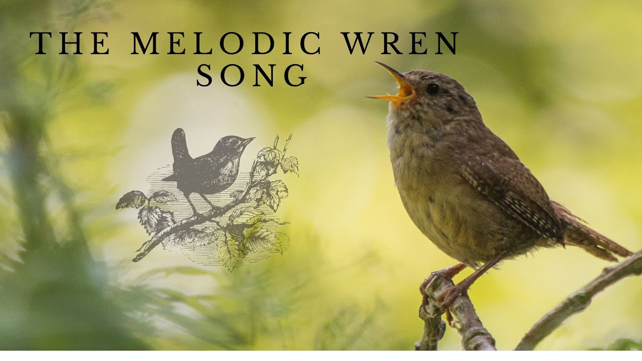 The Melodic wren song - YouTube