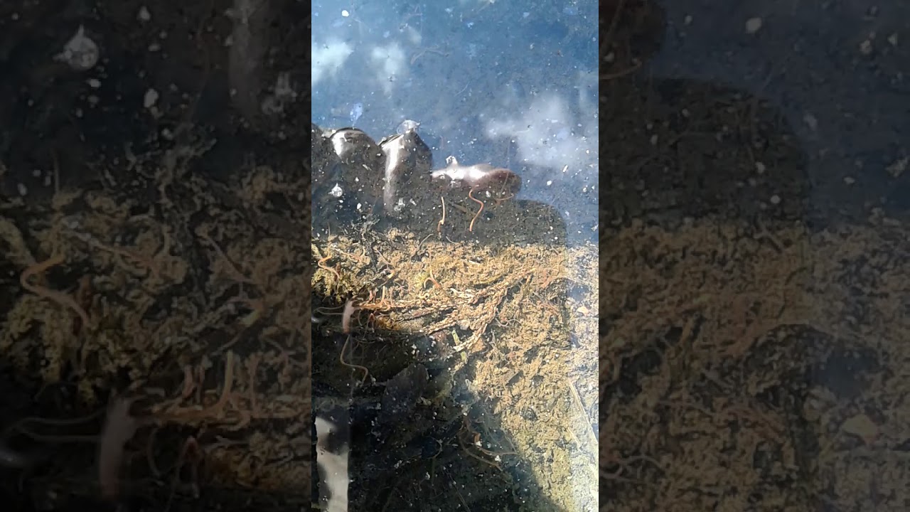 Aquatic Earthworms in a Retention Pond by Eve Walton - YouTube