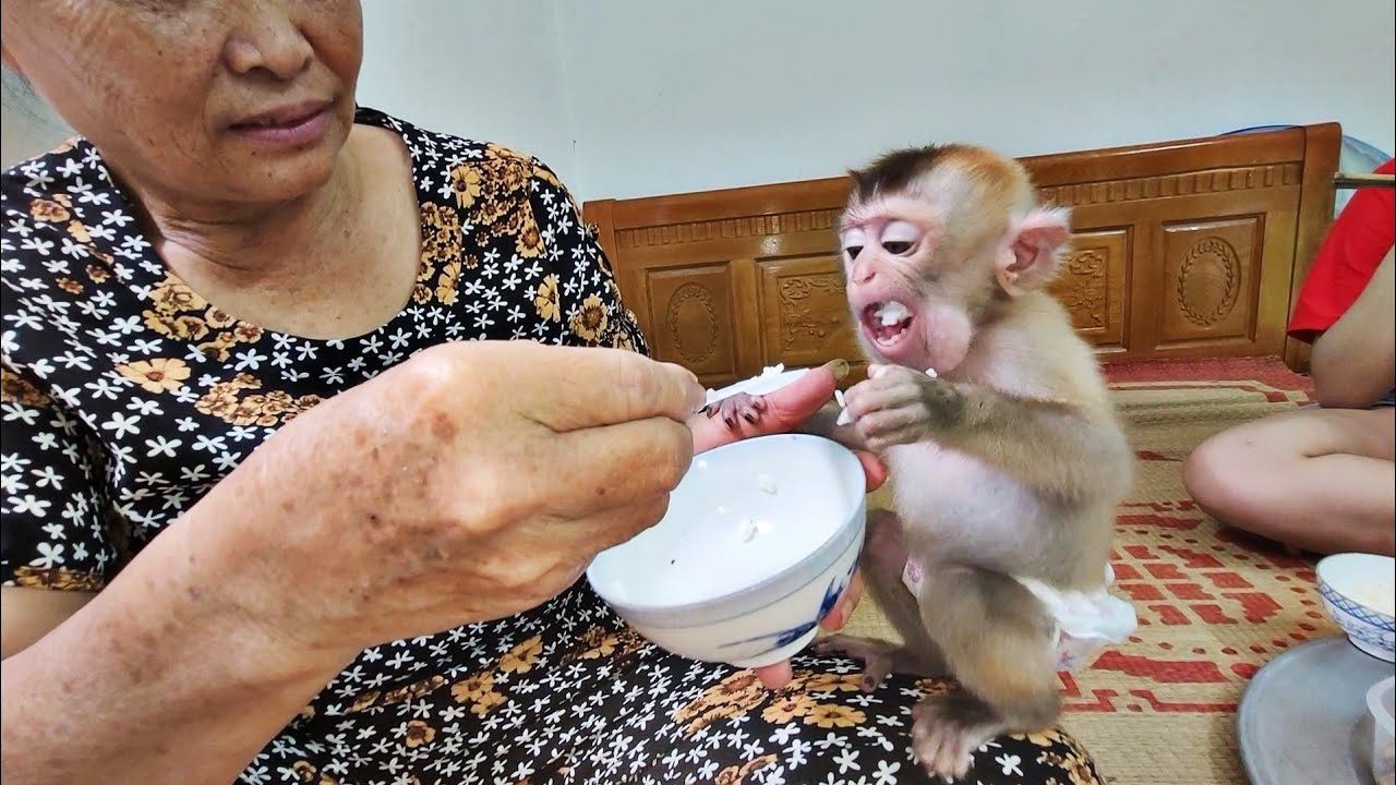 A 70-year-old woman took care of a monkey that had lost its mother ...