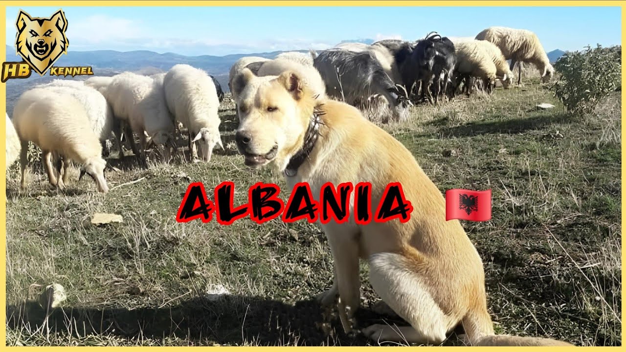 Moloss dog - native mountain shepherd dog of Albania, molossus of ...