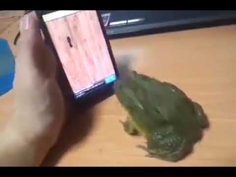 Como sabe usar un sapo él teléfono 😅😅 - YouTube