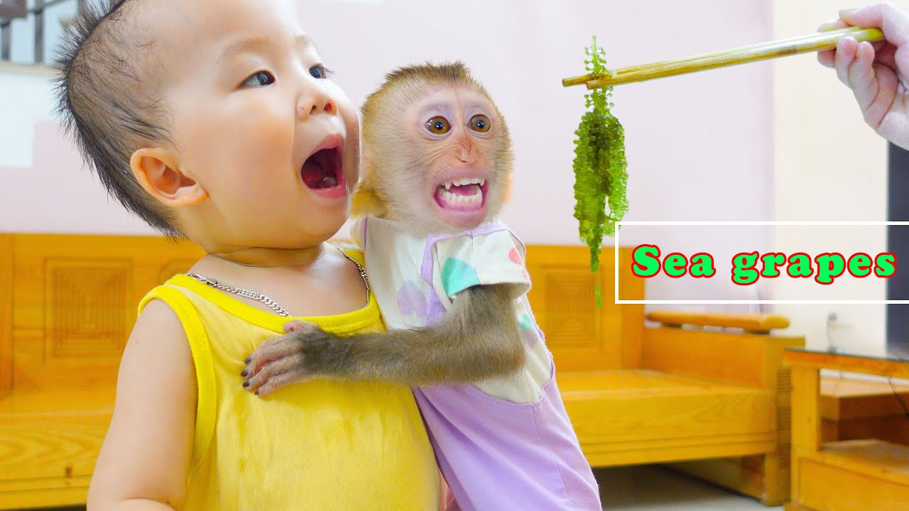 Monkey PUPU is fed up of having to eat his mom seaweed. - YouTube
