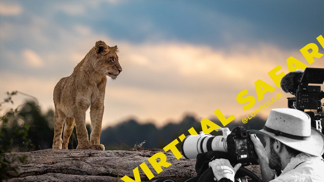 Virtual Safari: Ultimate Game Drive Highlights #61 - YouTube