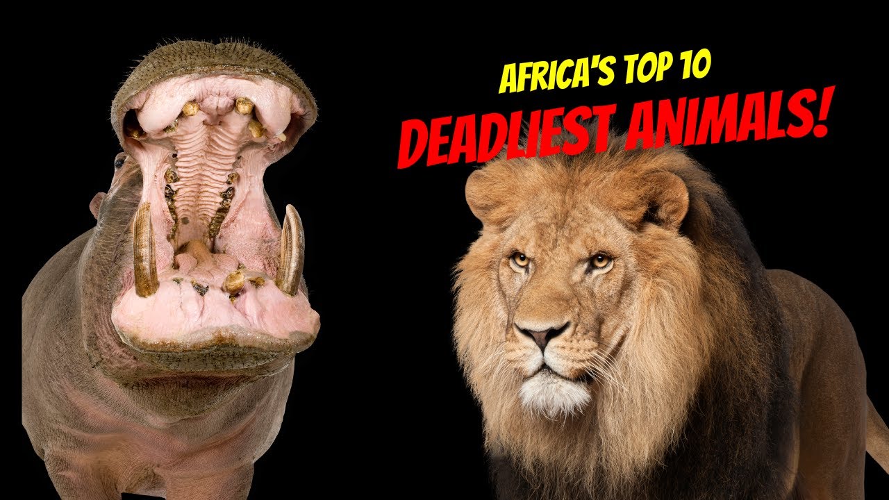 10 Most Dangerous Animals in Africa: Terrifying Creatures You Must Know ...