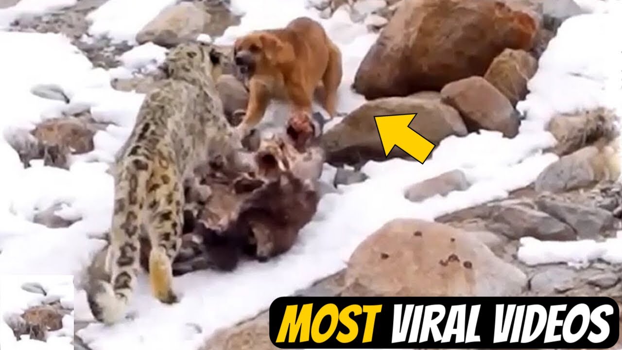 MUST-WATCH! The Most Viral Animal Moments of the Year! - YouTube