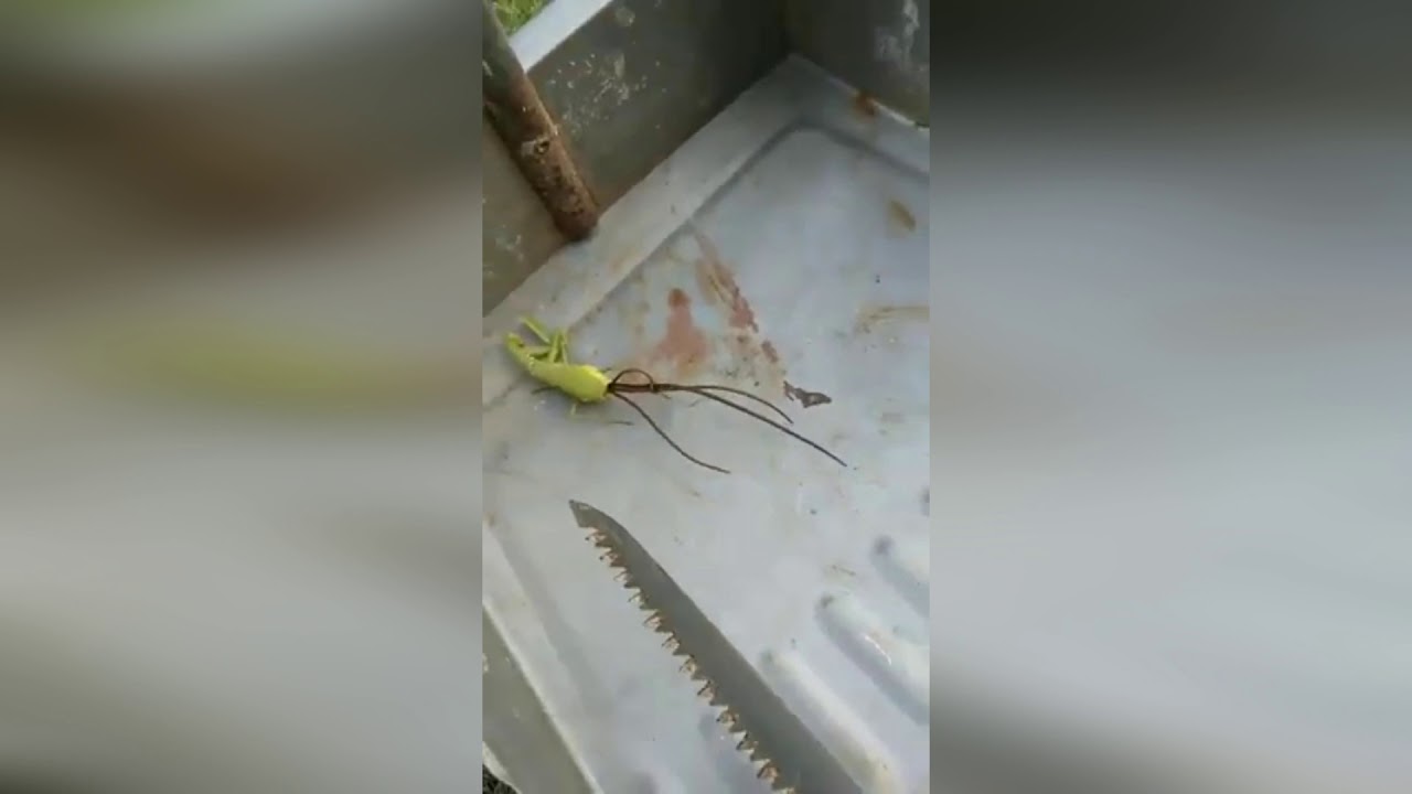 Alien creature crawled out of dead praying mantis - YouTube