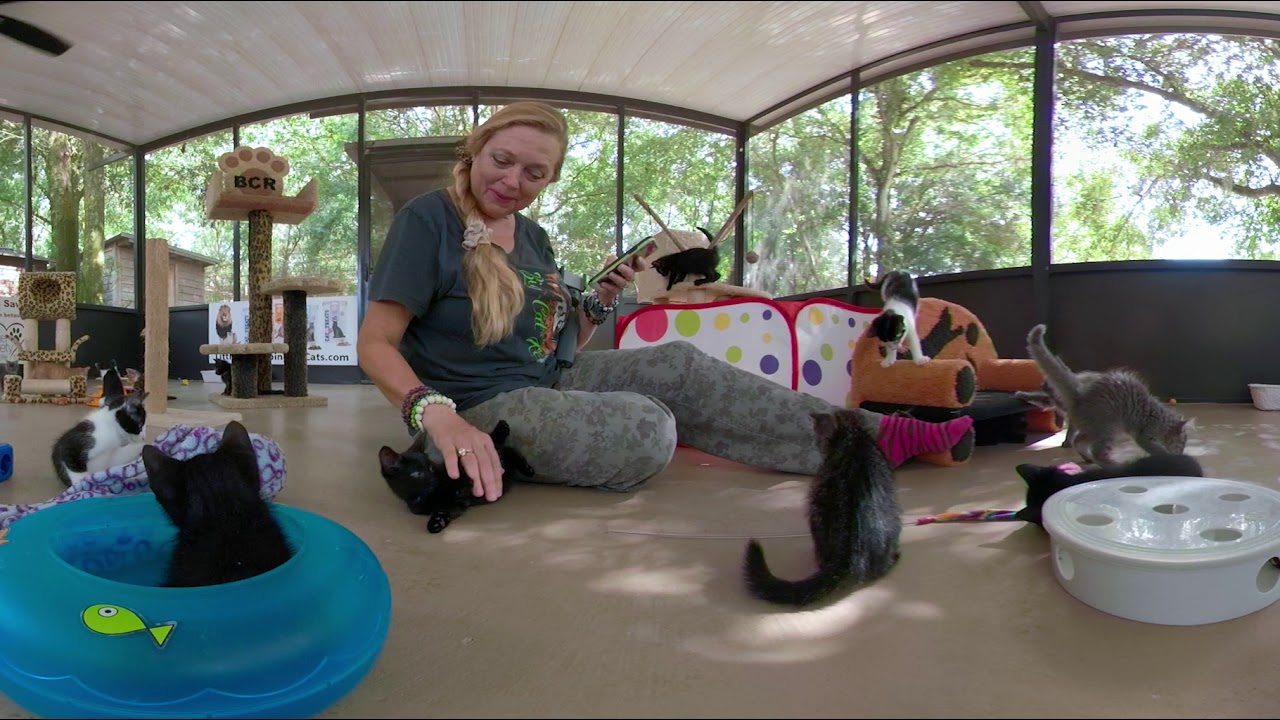 360 VR with TWO DOZEN Crazy Cute Kittens - YouTube