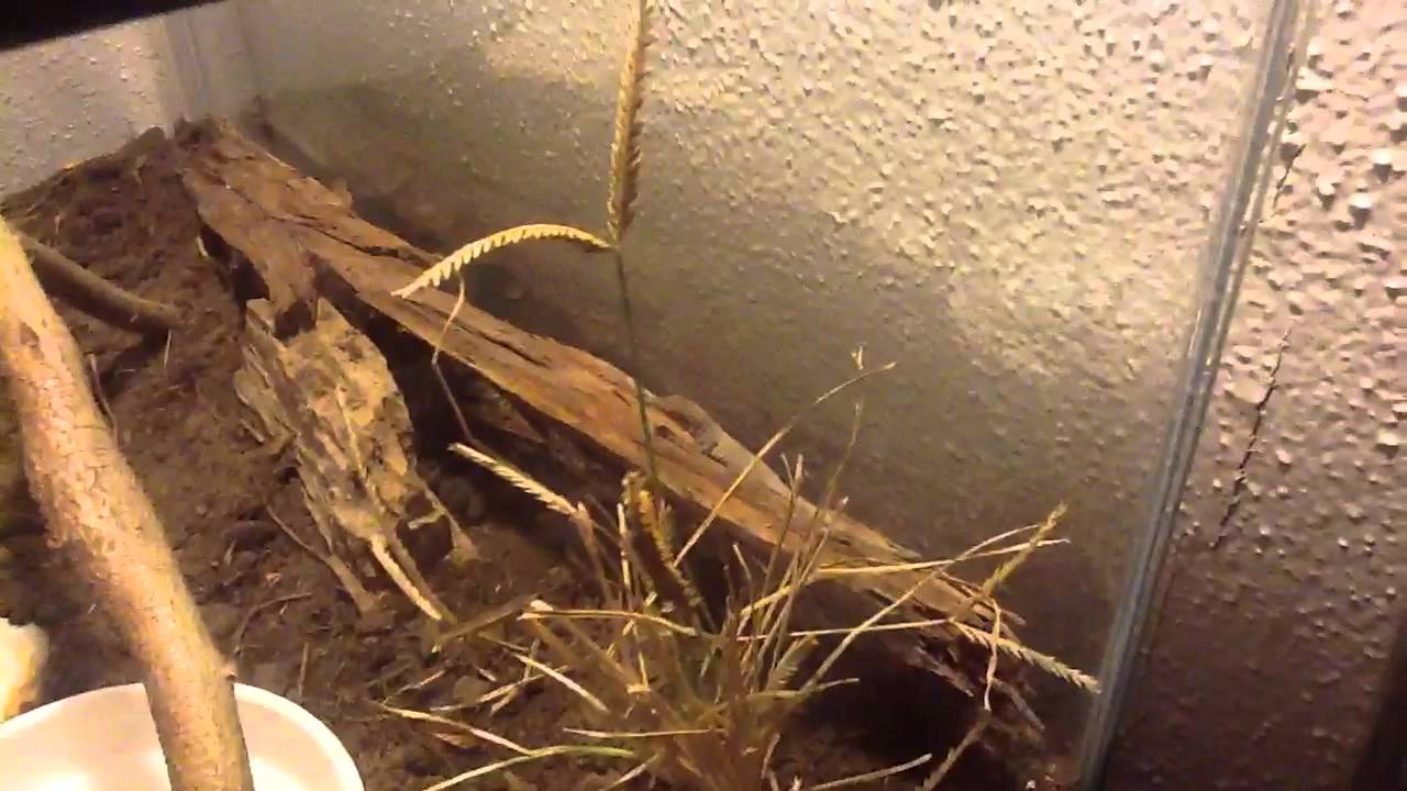 Green Anole and House Gecko Terrarium #1 - YouTube
