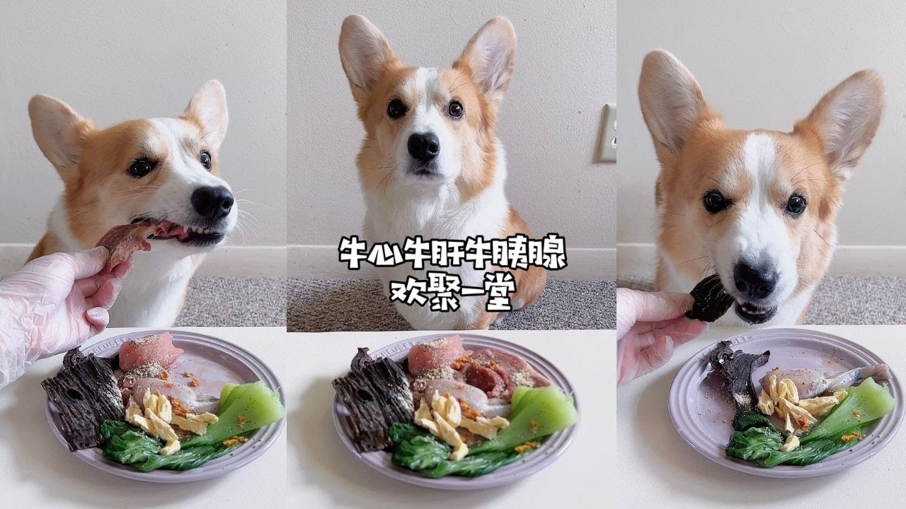 Corgi's Raw Feeding Meal | ALL BEEF MEAL! Including Beef Pancreas, Beef ...